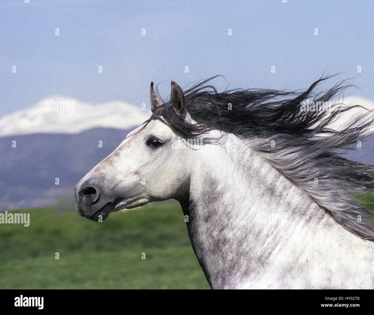 Grey Andalusian