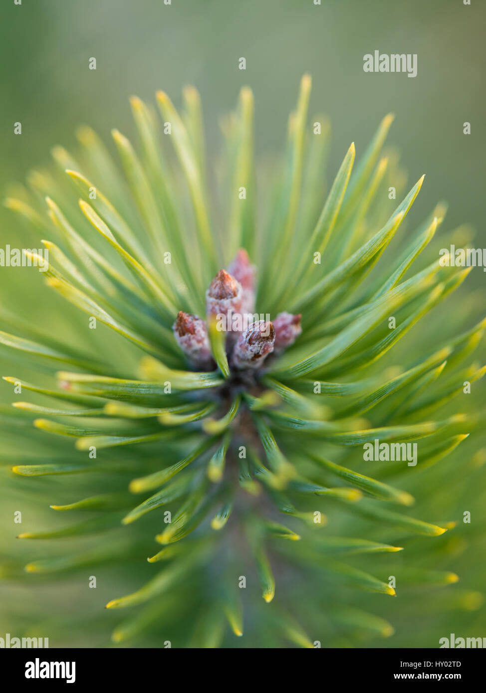 pine tree branch closeup with blur background Stock Photo - Alamy