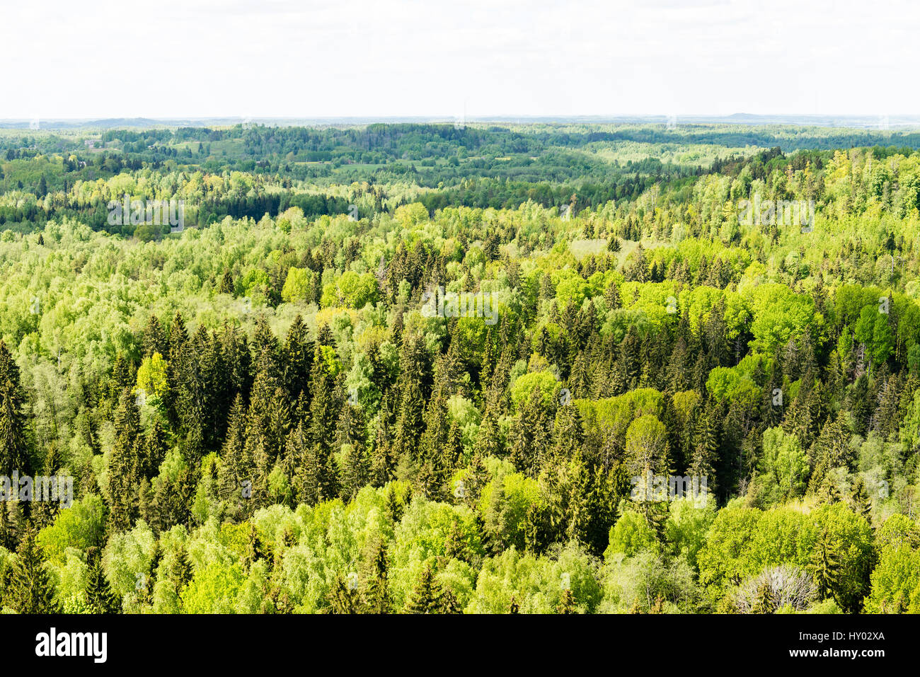 Endless forests in sunny day with perspective in color Stock Photo - Alamy
