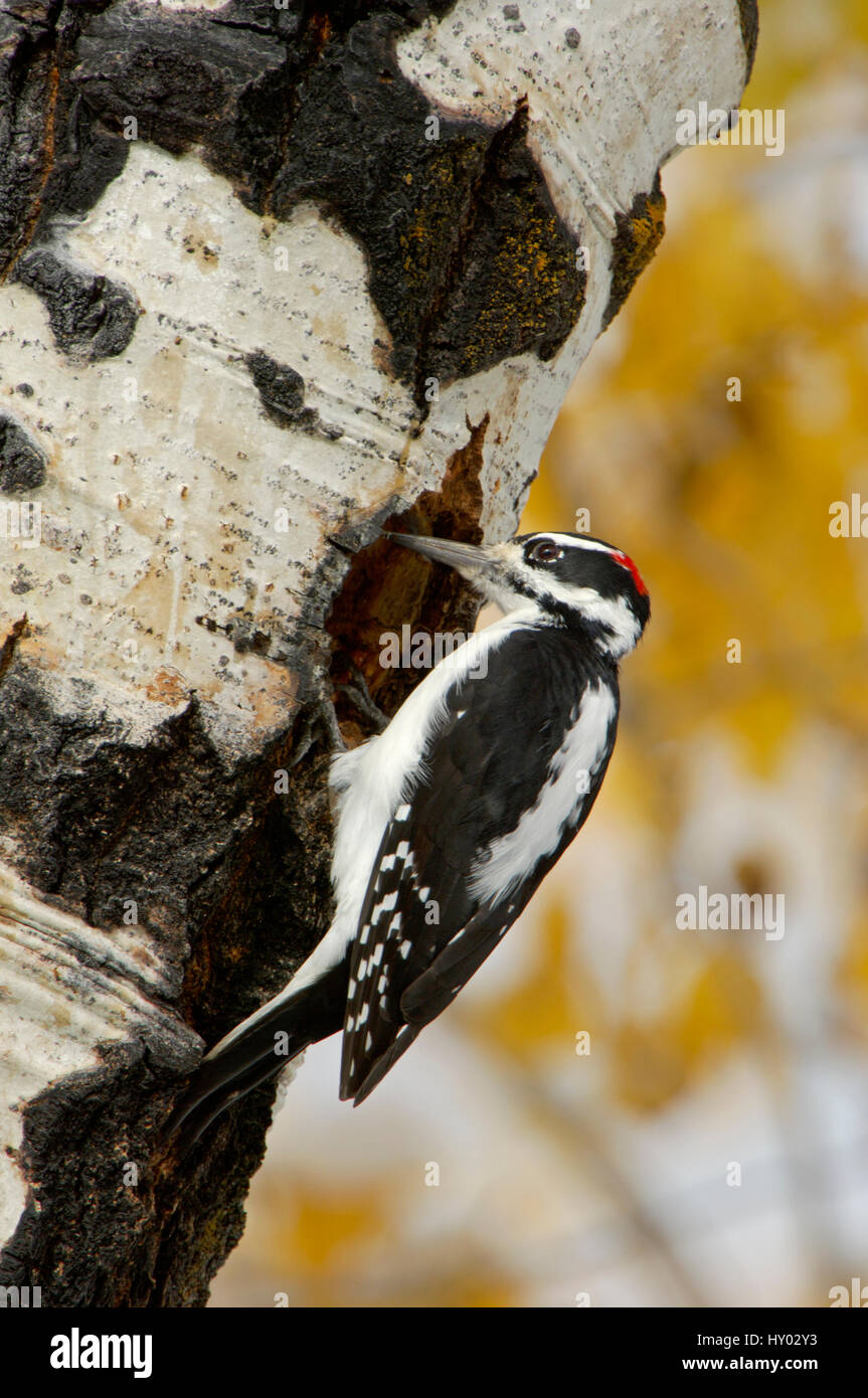 Hairy Woodpecker Picoides Villosus Male On Aspen Tree Grand Teton National Park Wyoming Usa