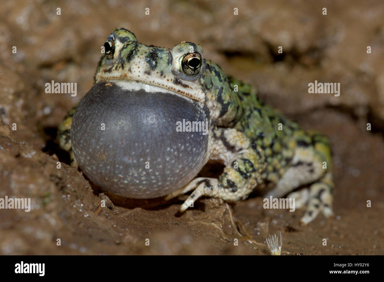 Western green toad (Bufo debilis) male calling, vocal sac inflated ...