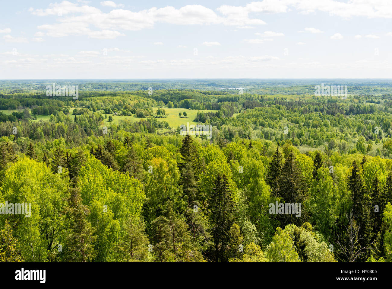 Endless forests in sunny day with perspective in color Stock Photo - Alamy