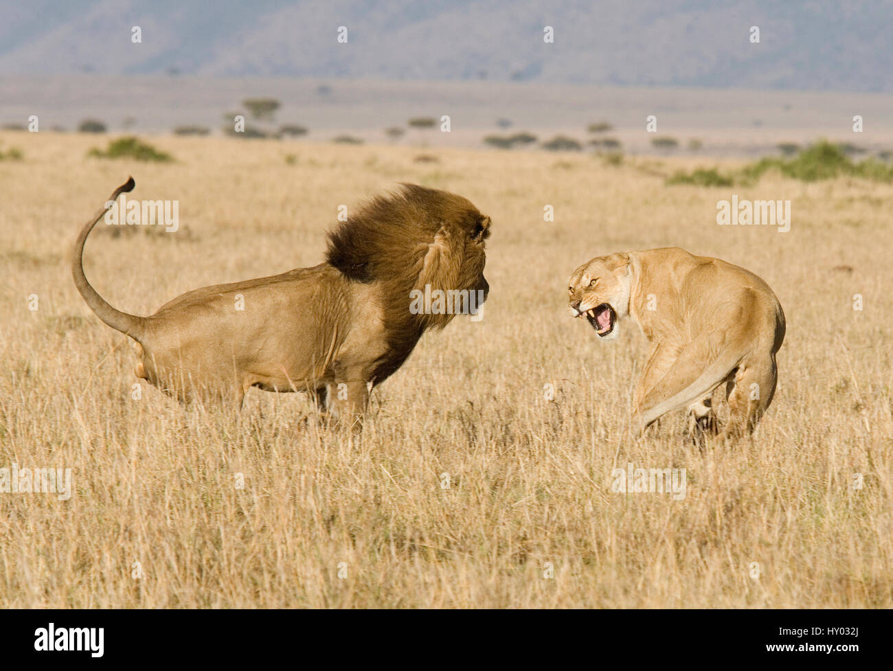 Lioness male lion mate hi-res stock photography and images - Alamy