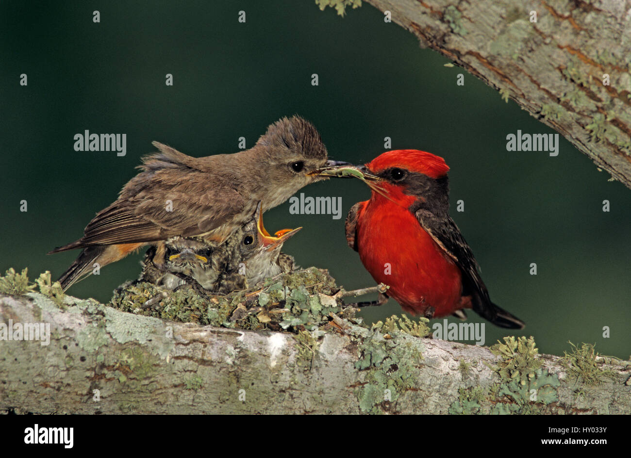 Vermilion Flycatcher (Pyrocephalus rubinus) male giving insect to ...
