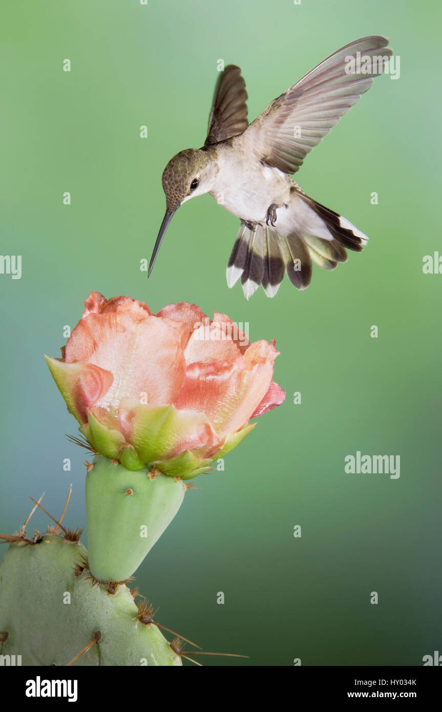 Cactus flowers hummingbird hi-res stock photography and images - Alamy