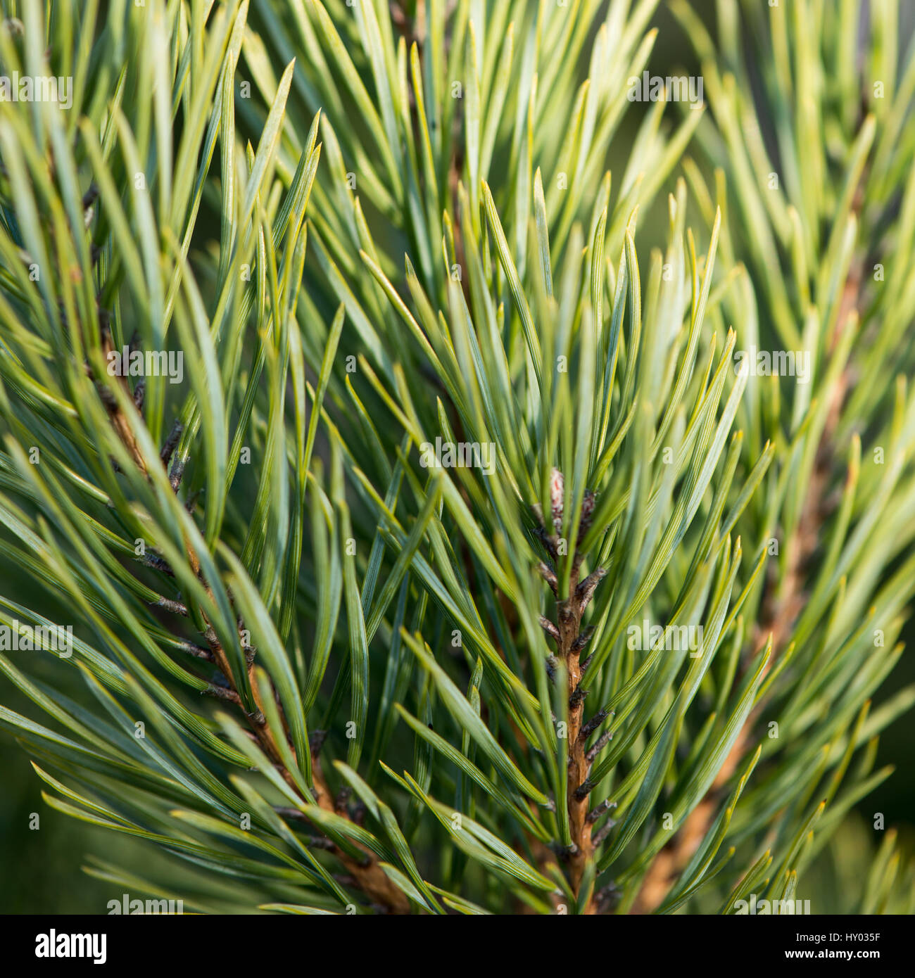 pine tree branch closeup with blur background Stock Photo - Alamy