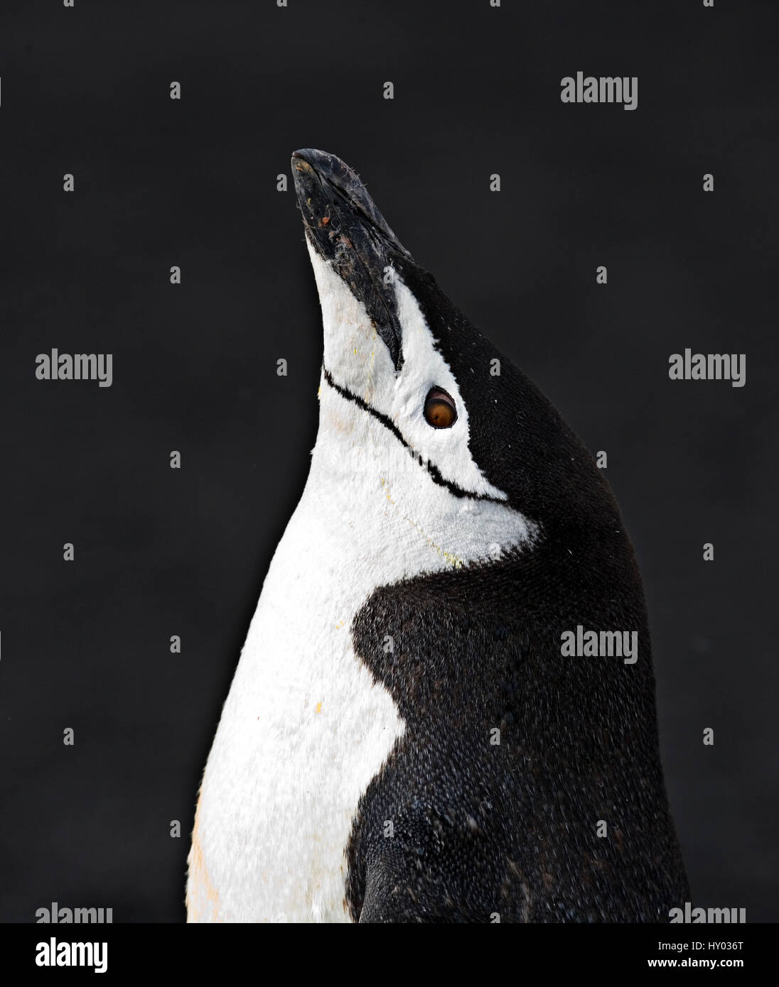 Chinstrap Penguin (Pygoscelis antarctica), adult looking up. Deception ...