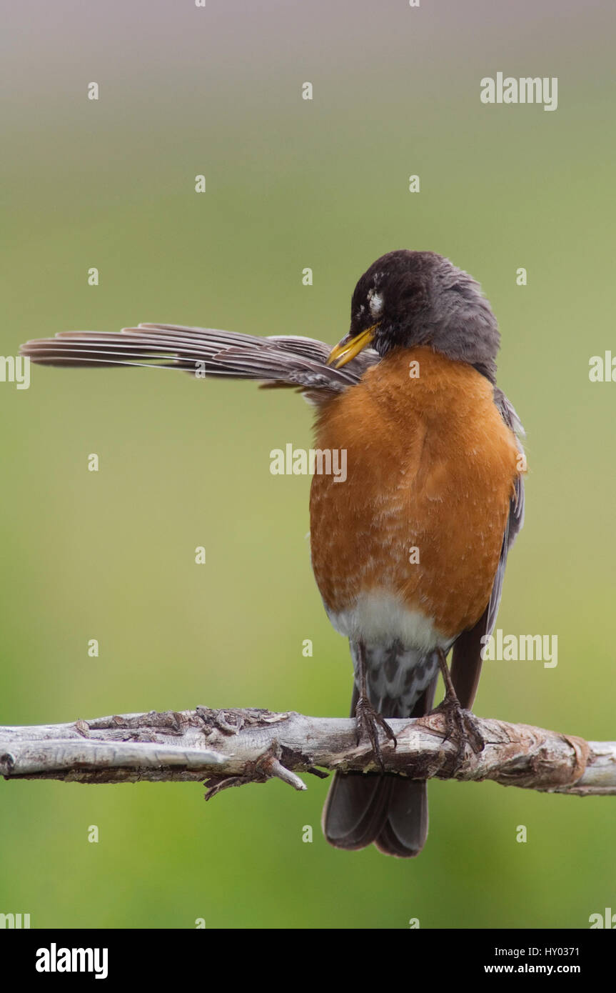 American Robin (Turdus migratorius) male preening. Rocky Mountain ...