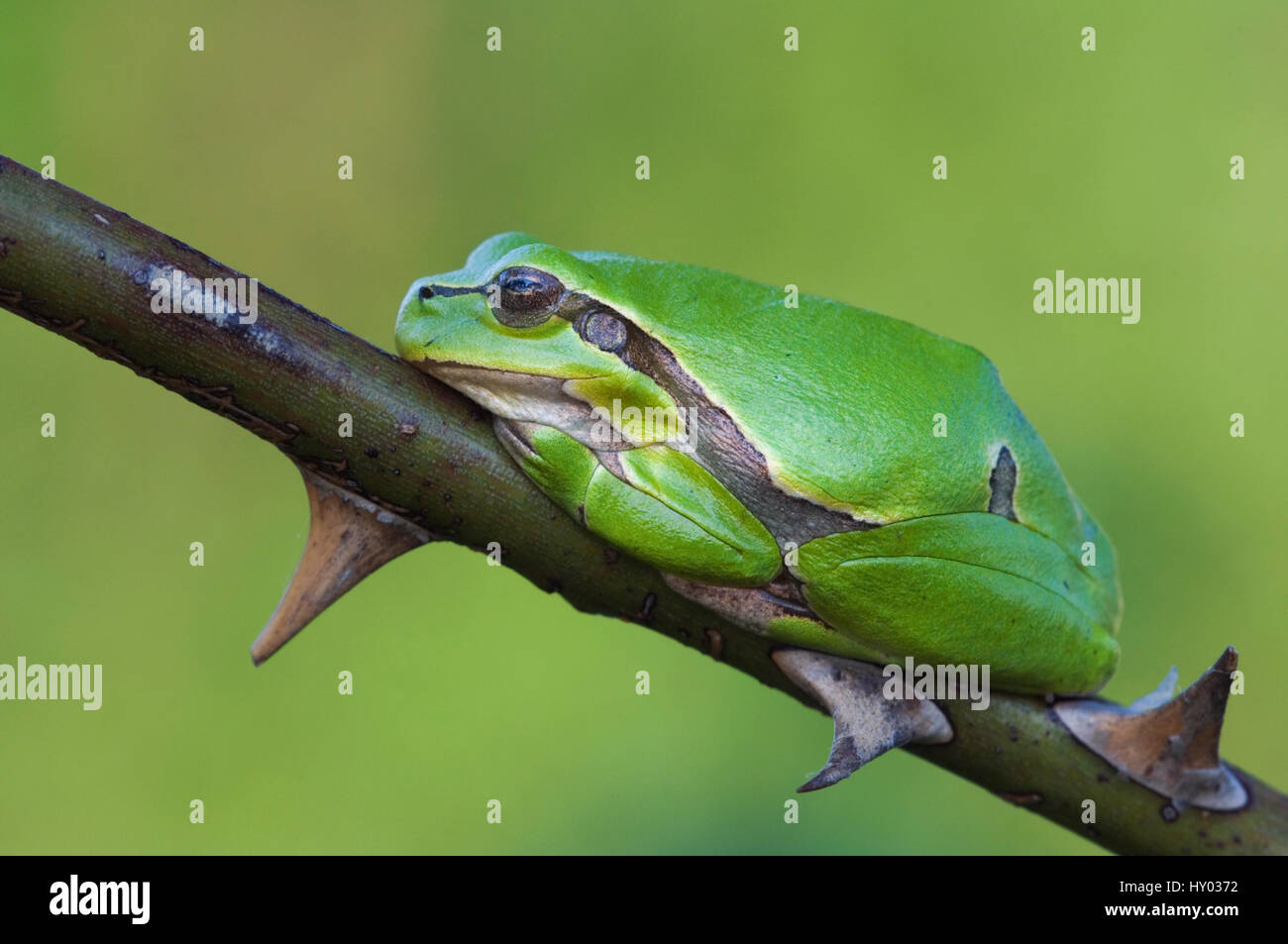 Adult frog hi-res stock photography and images - Alamy