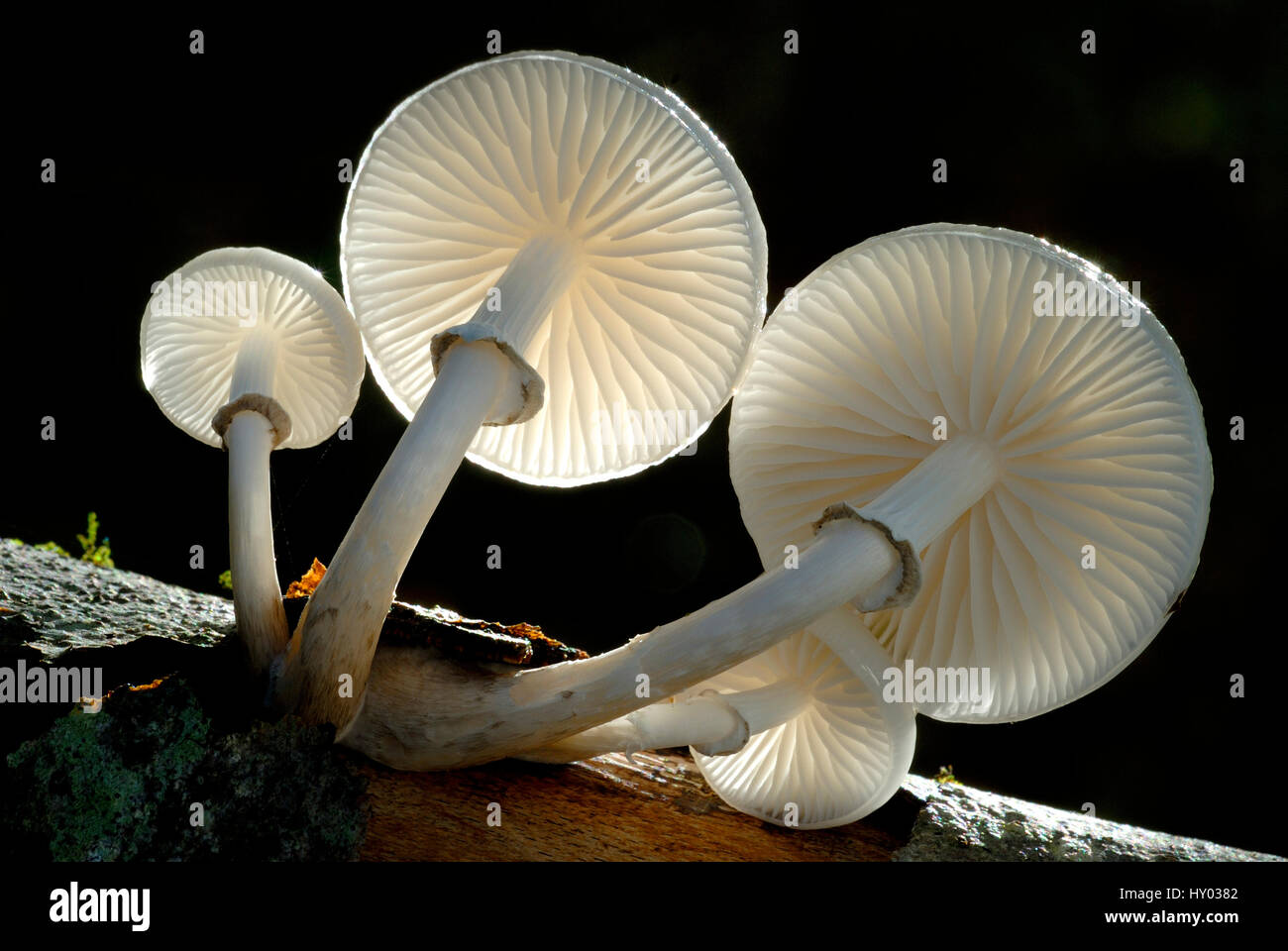 Looking up under the gills of toadstools of Porcelain fungus ...