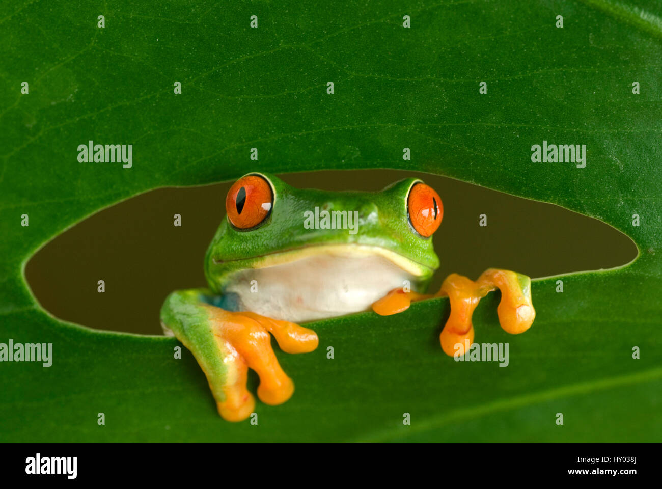 Peeping frog hi-res stock photography and images - Alamy