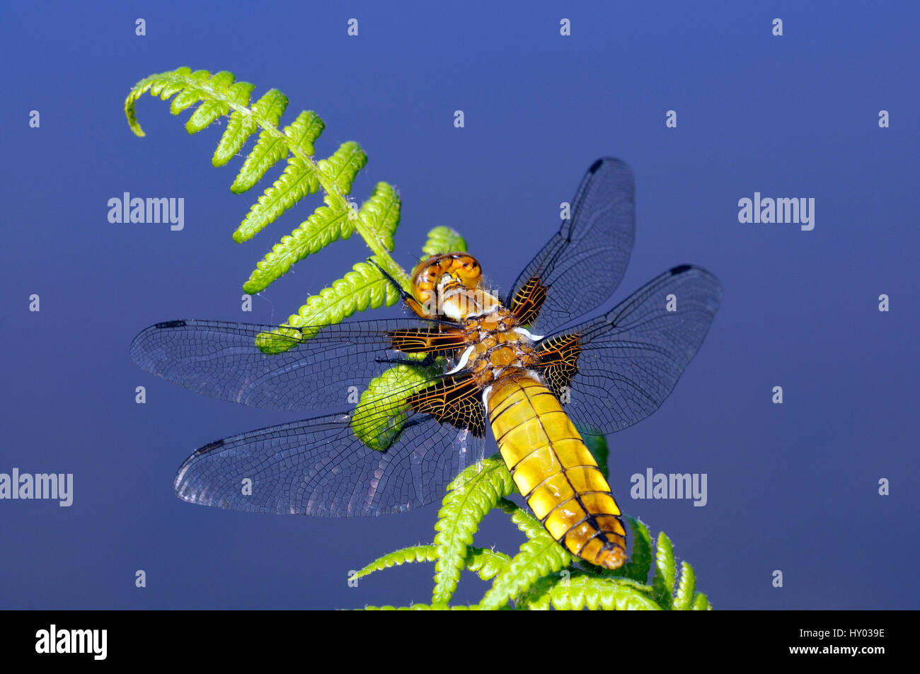 Broad-bodied chaser dragonfly (Libellula depressa) on fern with veins ...