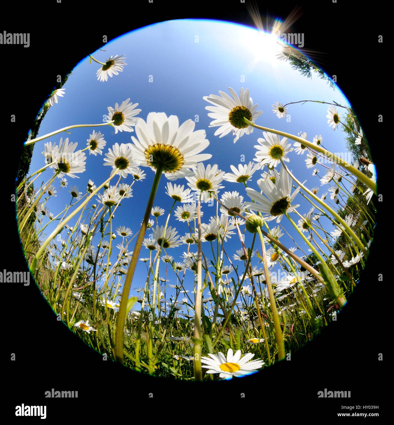 Oxeye daisy (Leucanthemum vulgare) fish-eye lens. Devon, UK. June Stock ...