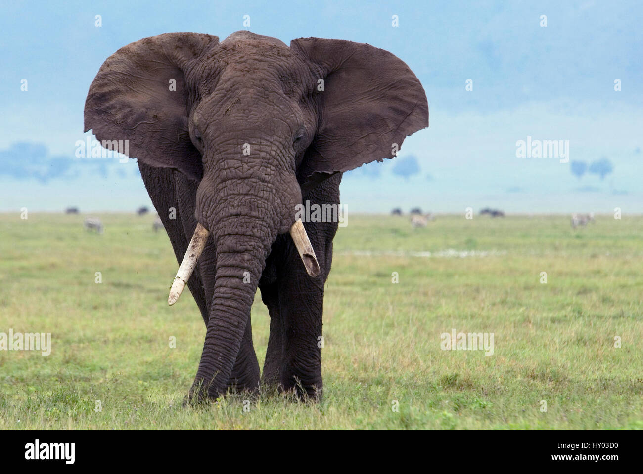 African elephant (Loxodonta africana) with broken tusk, Ngorongoro ...
