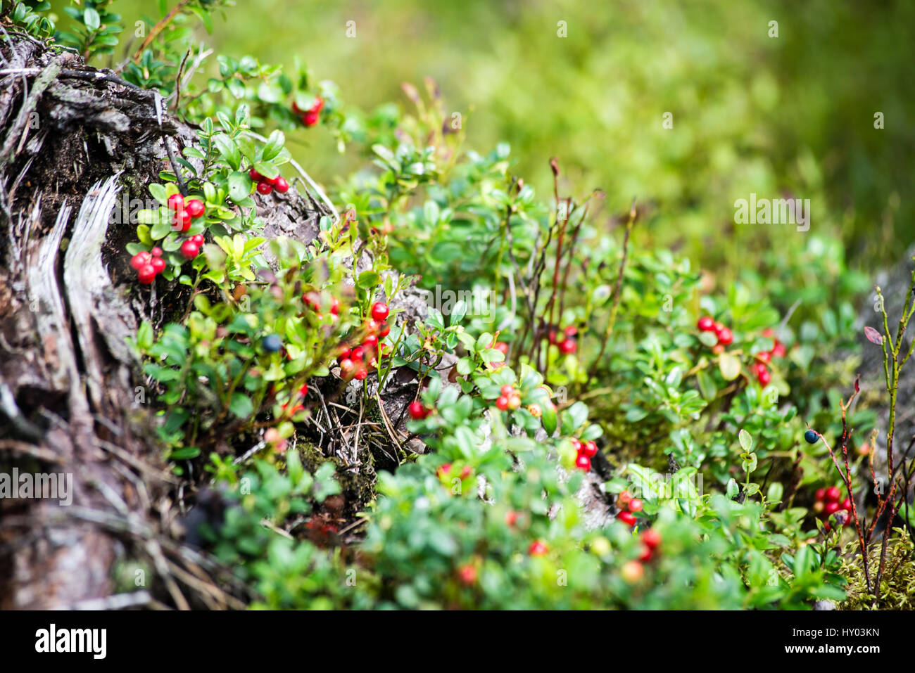 cranberries on green background in wet forest Stock Photo - Alamy