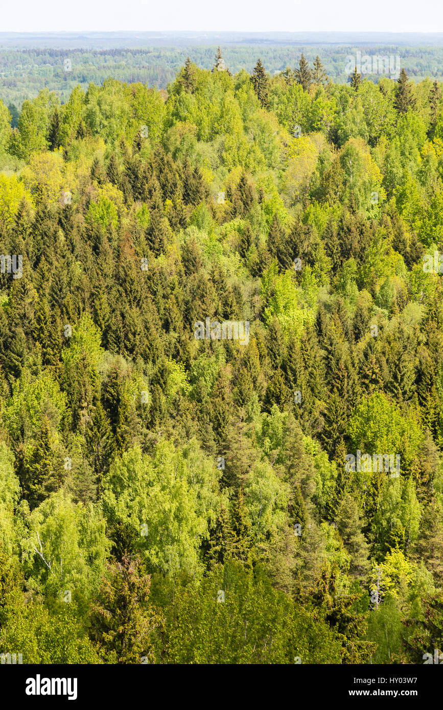 Endless forests in sunny day with perspective in color Stock Photo - Alamy
