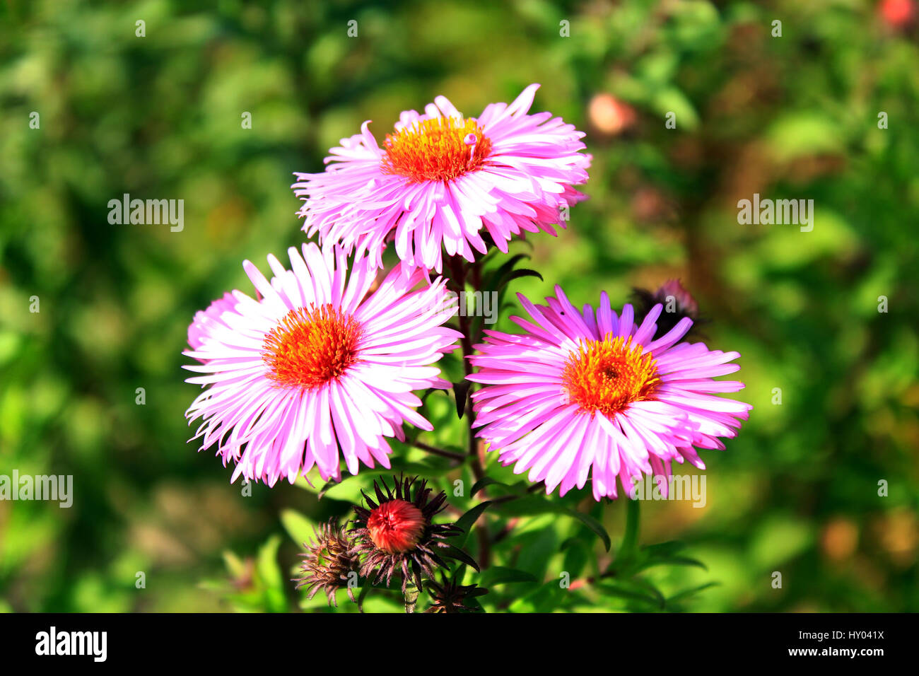 three beautiful and bright red asters in the garden Stock Photo - Alamy