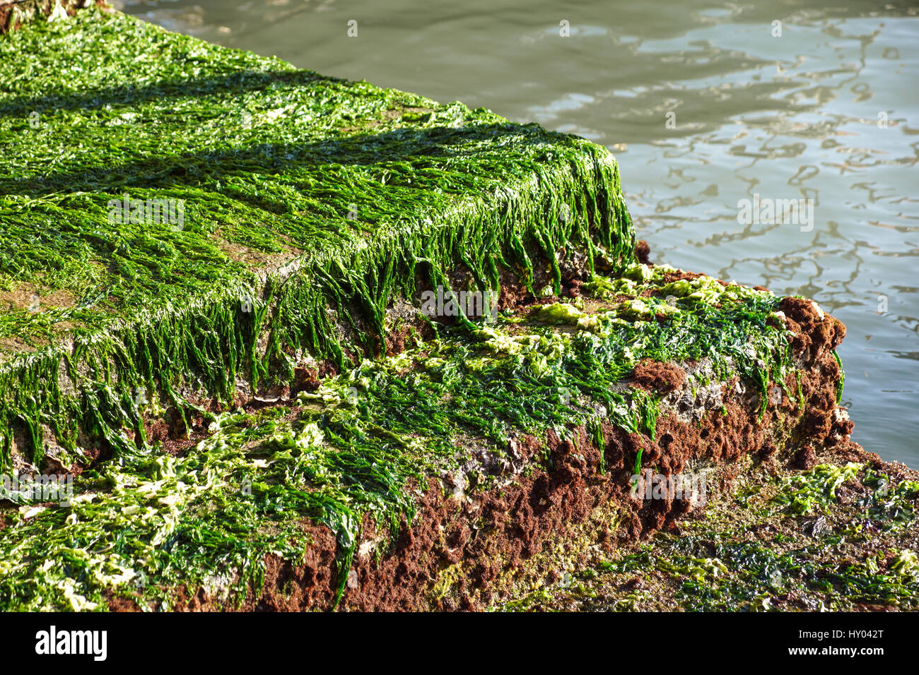Slimy rock texture hi-res stock photography and images - Alamy