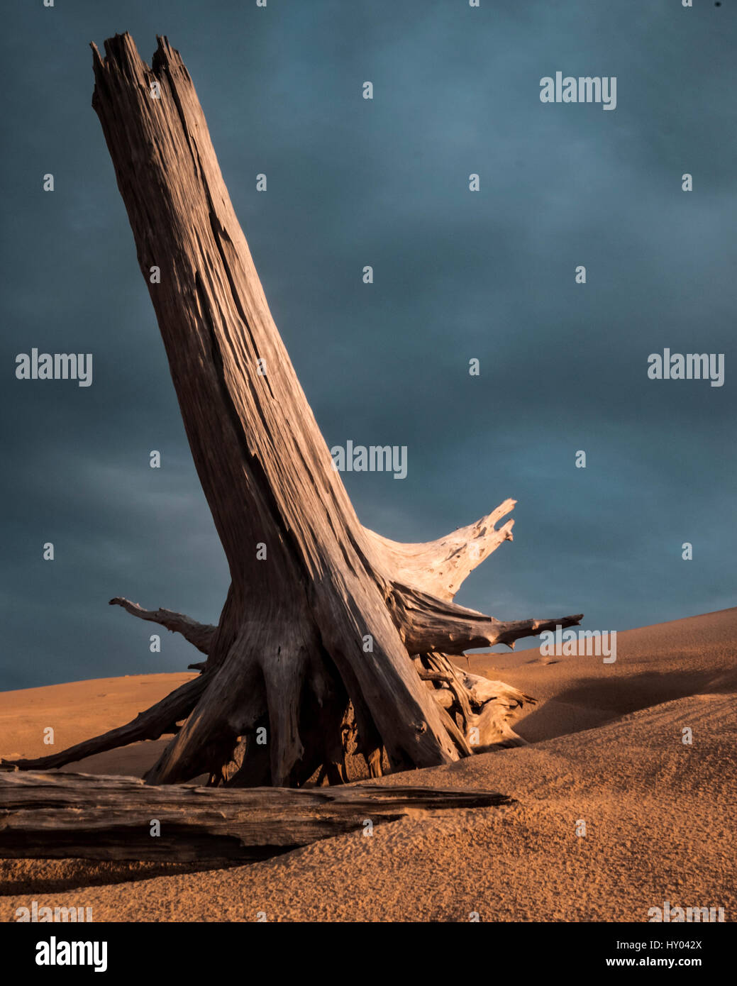 Dead Wood Desert Stock Photo - Alamy