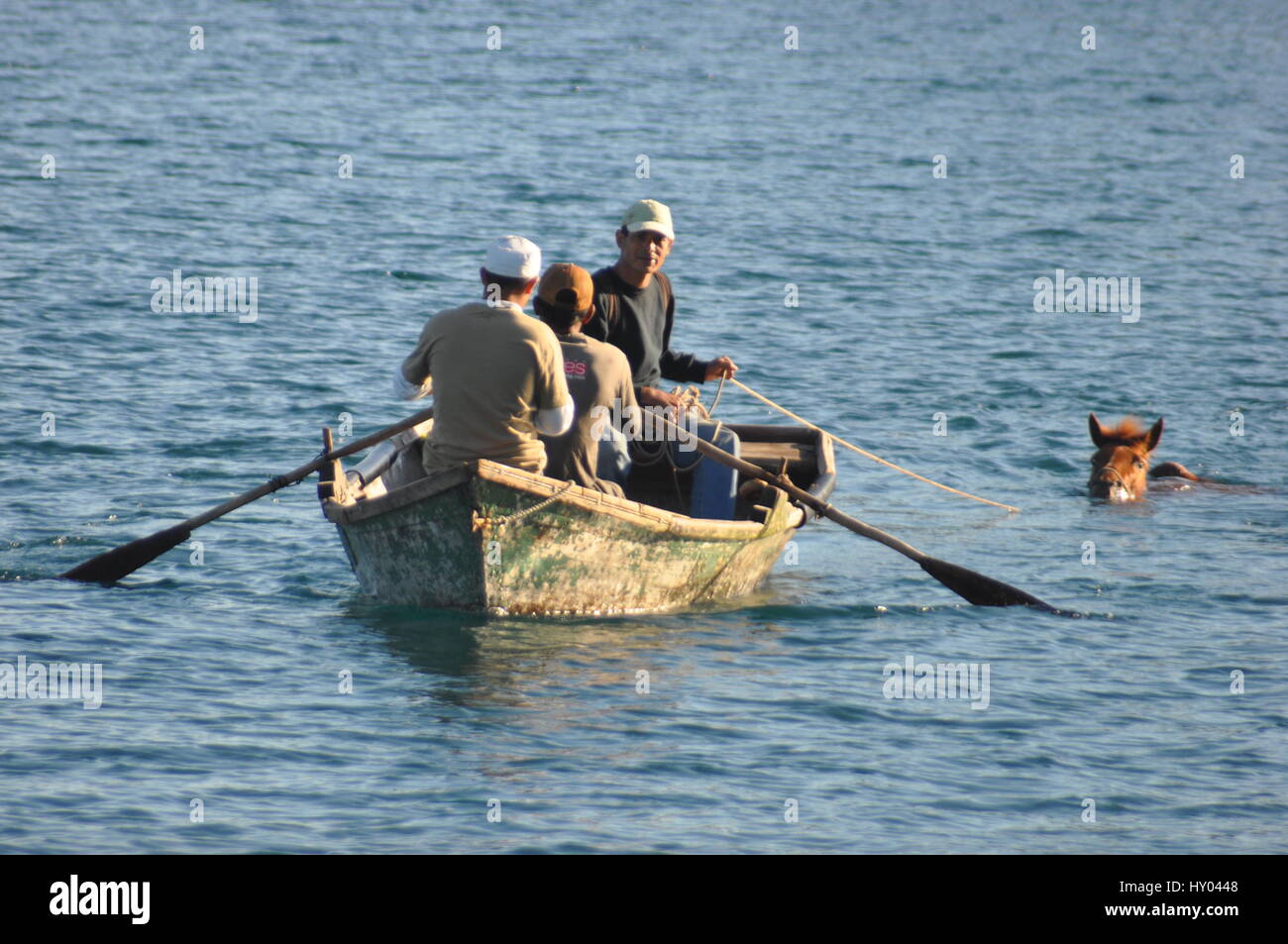 Cruce de caballo Stock Photo - Alamy