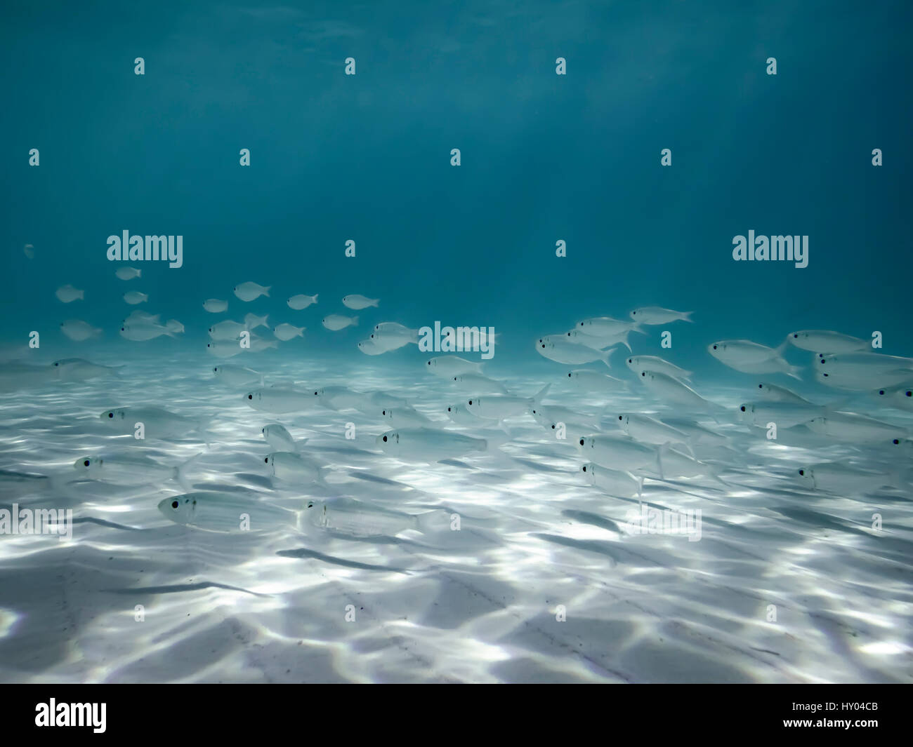 Group of Fish Stock Photo - Alamy