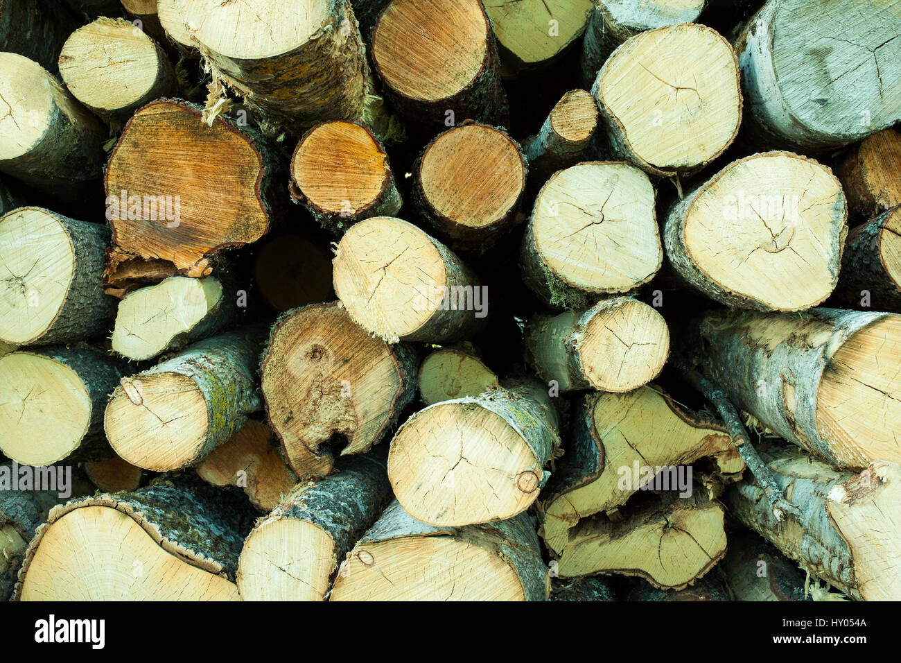 Nice detail photo of chopped down trees stacked on each other Stock ...