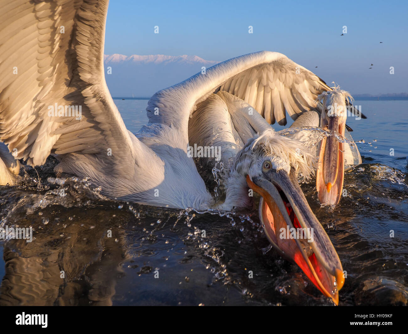 A Dalmatian Pelican (Pelecanus crispus) on the surface of Kerkini lake ...