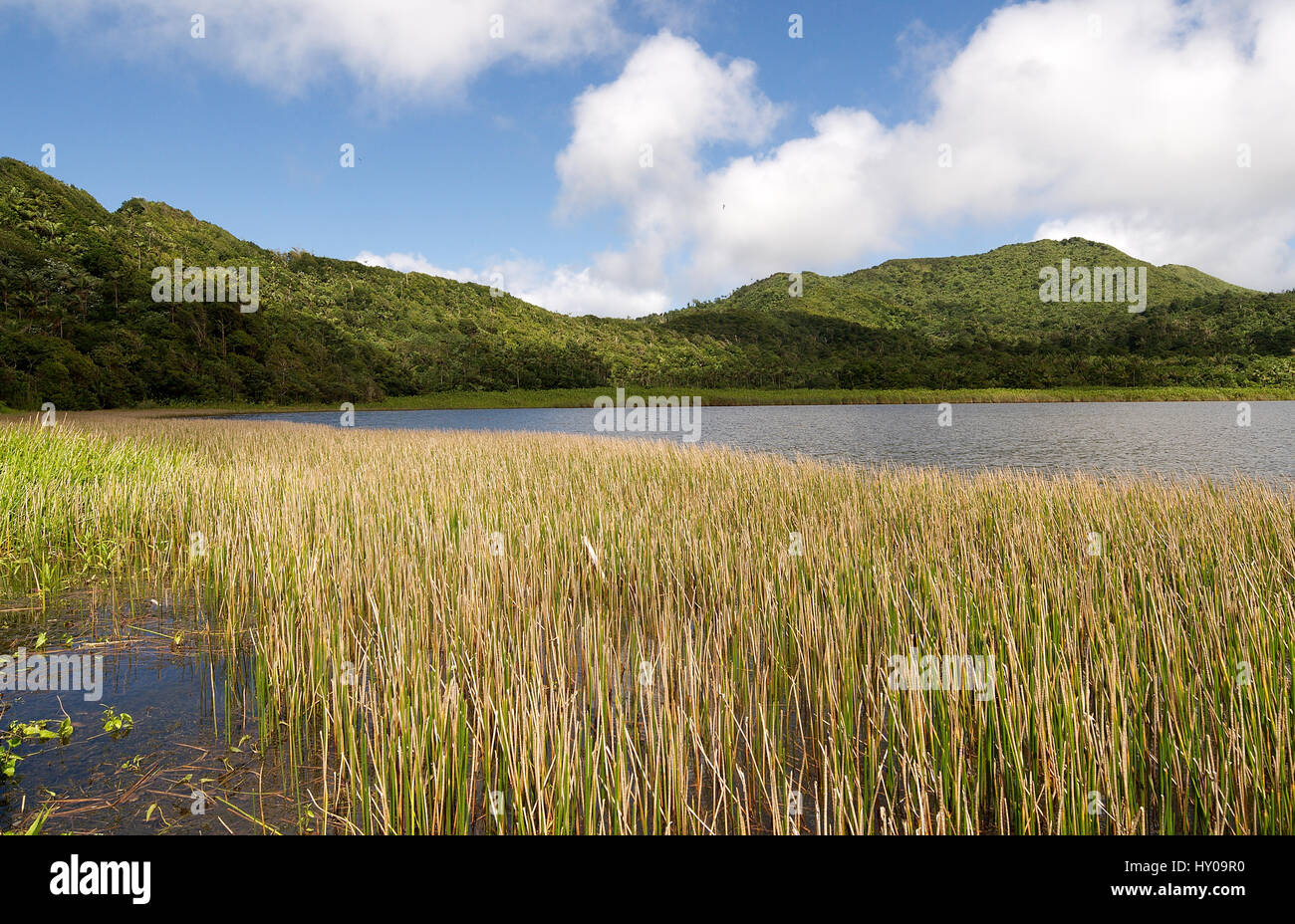 Grenada island - Grand Etang National Park - Grand Etang Lake Stock ...