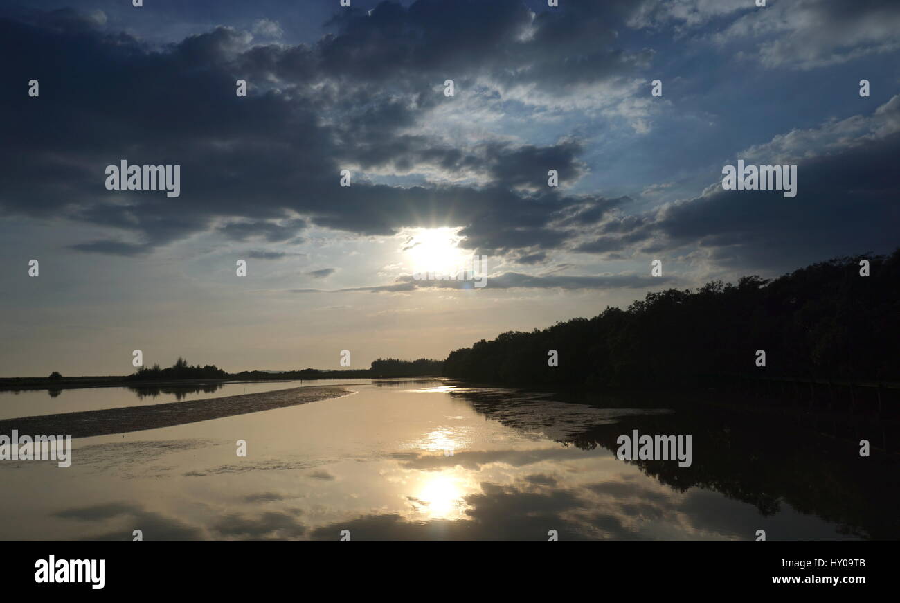 Mangrove forest in tropical coastal. Mangroves are salt tolerant trees ...