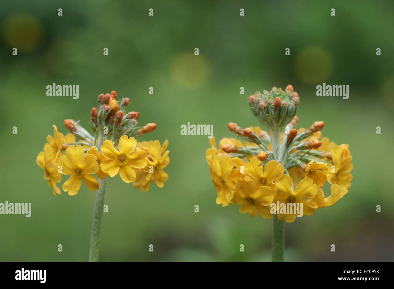 Primulaceae horticulture hi-res stock photography and images - Alamy