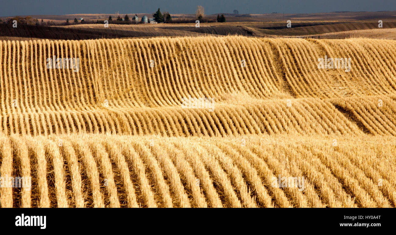 Stubble Rows Saskatchewan farming harvest contour Stock Photo - Alamy