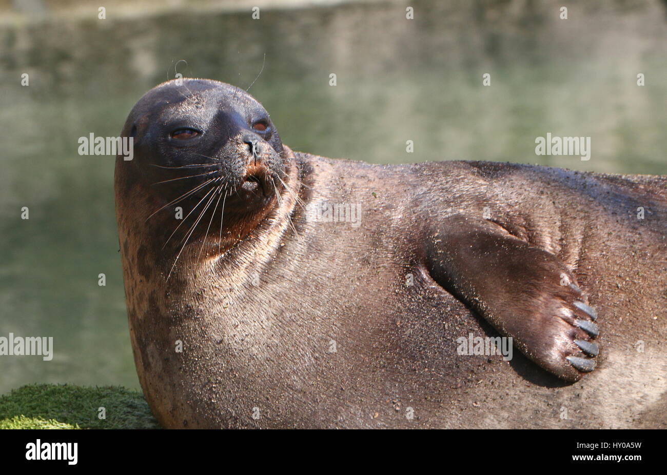 Male Ringed seal (Pusa Hispida, Phoca Hispida) sun bathing at the water ...