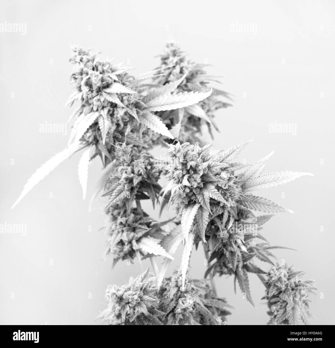 Hemp marijuana cannabis sativa Black and White Stock Photos & Images ...