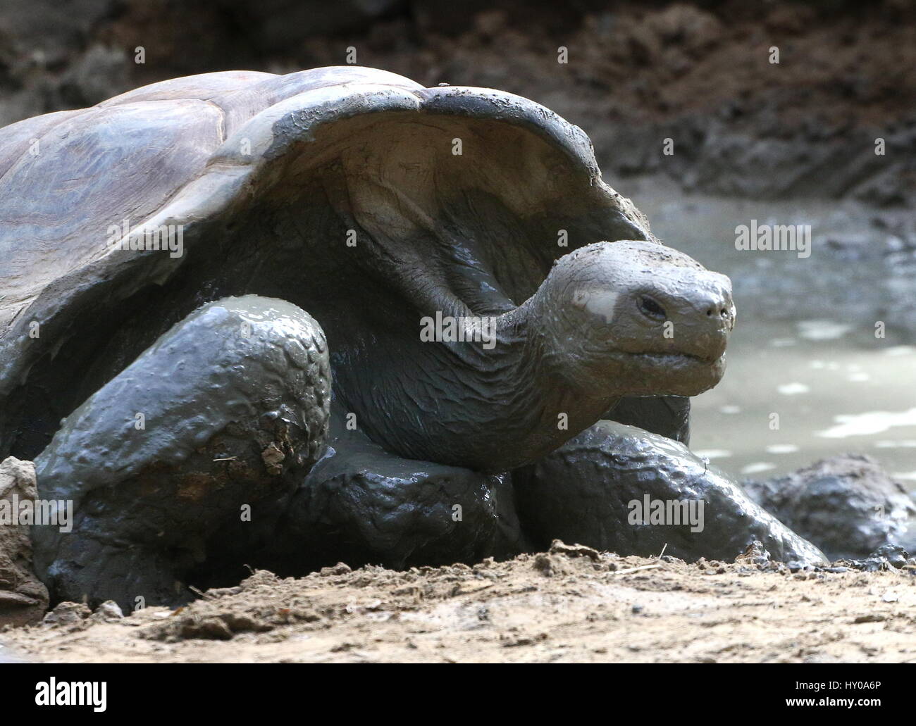 Galápagos tortoise giant chelonoidis hi-res stock photography and ...