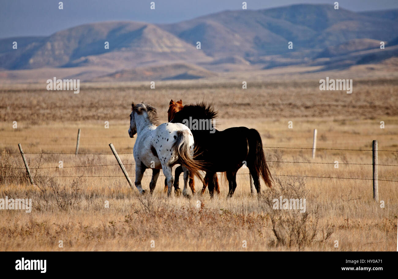 Badlands Canada Saskatchewan Big Muddy horses in pasture Stock Photo ...