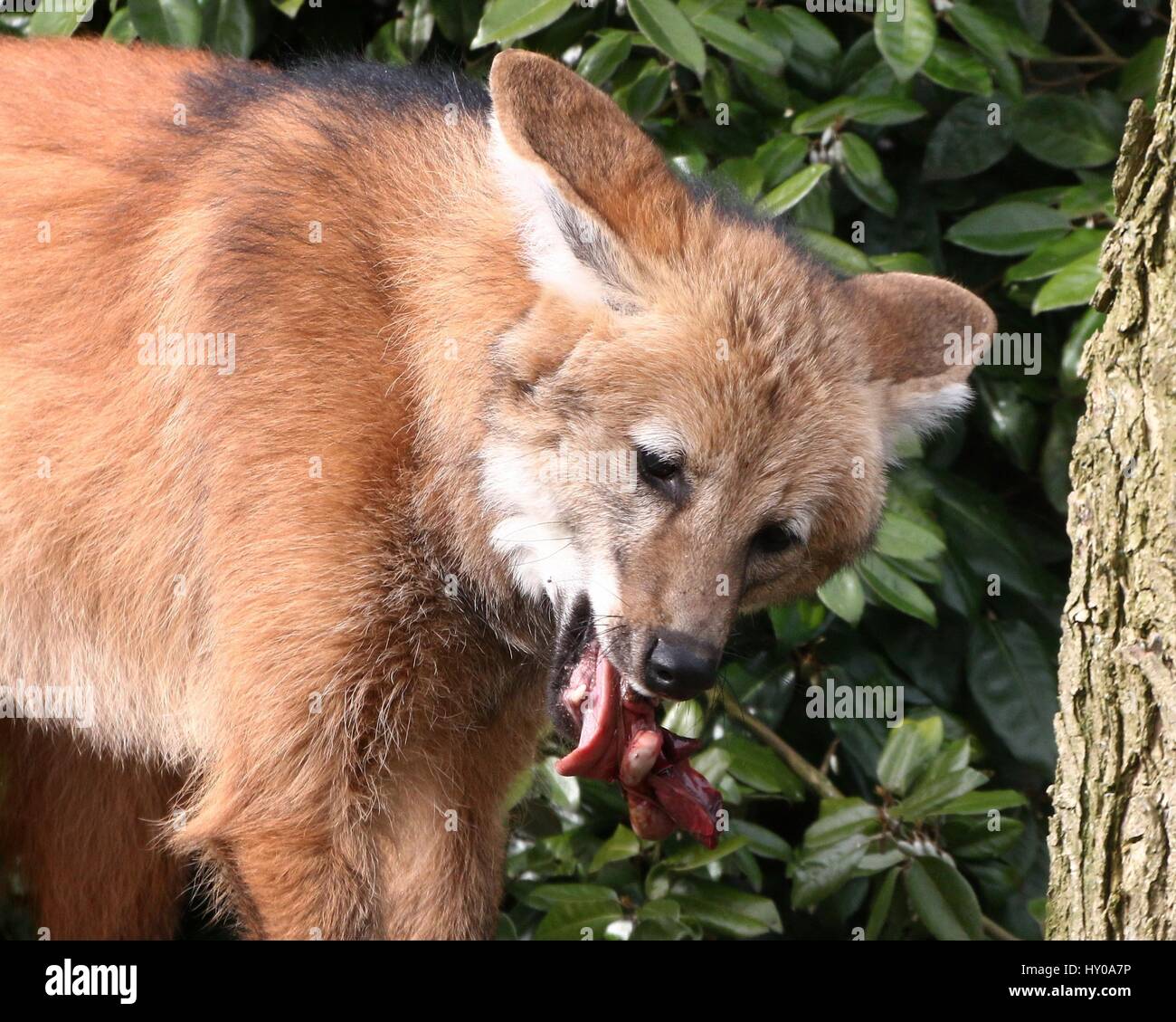 Maned wolf eating hi-res stock photography and images - Alamy
