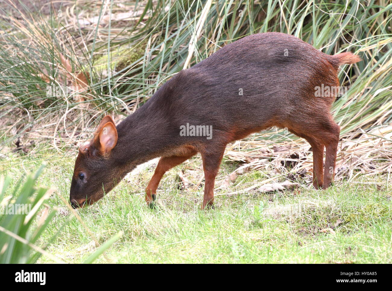 Male Southern Pudú deer (Pudu puda), native to the lower ranges of the ...
