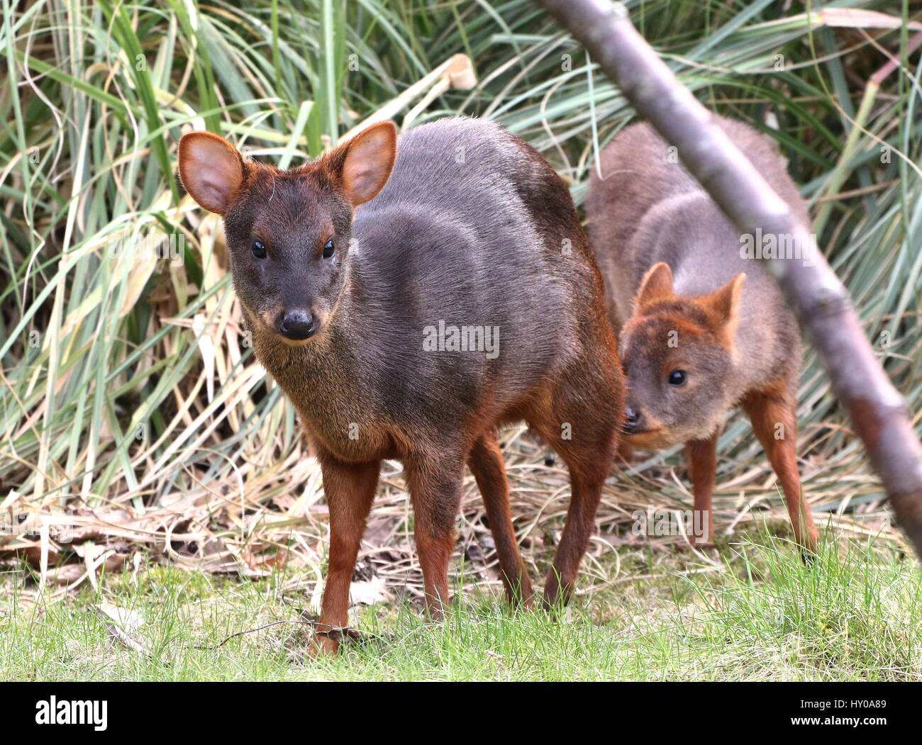 Pudu deer hi-res stock photography and images - Alamy
