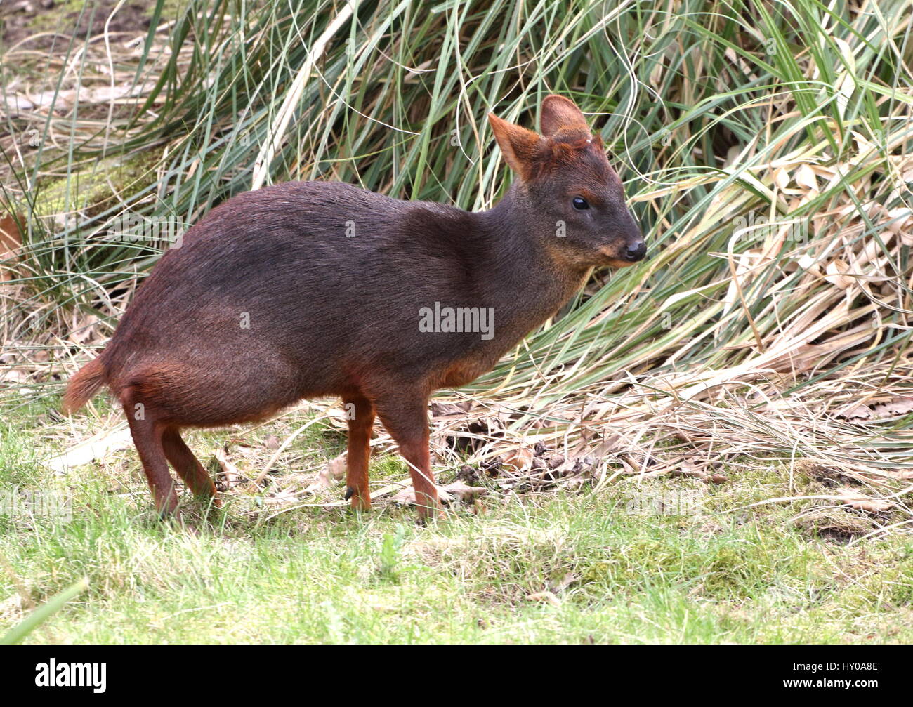Pudu Pudu High Resolution Stock Photography and Images - Alamy