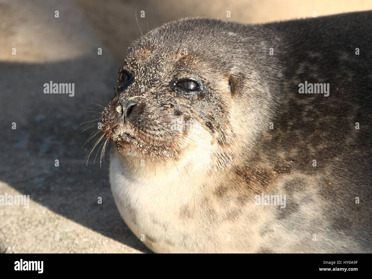 Foca camera hi-res stock photography and images - Alamy