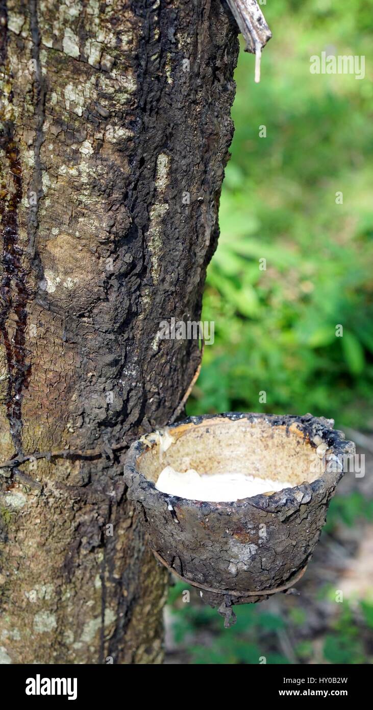 Latex texture hi-res stock photography and images - Alamy