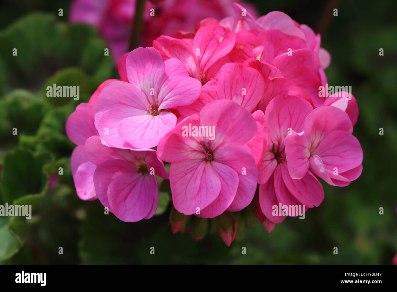 Pink geranium flower Stock Photo - Alamy