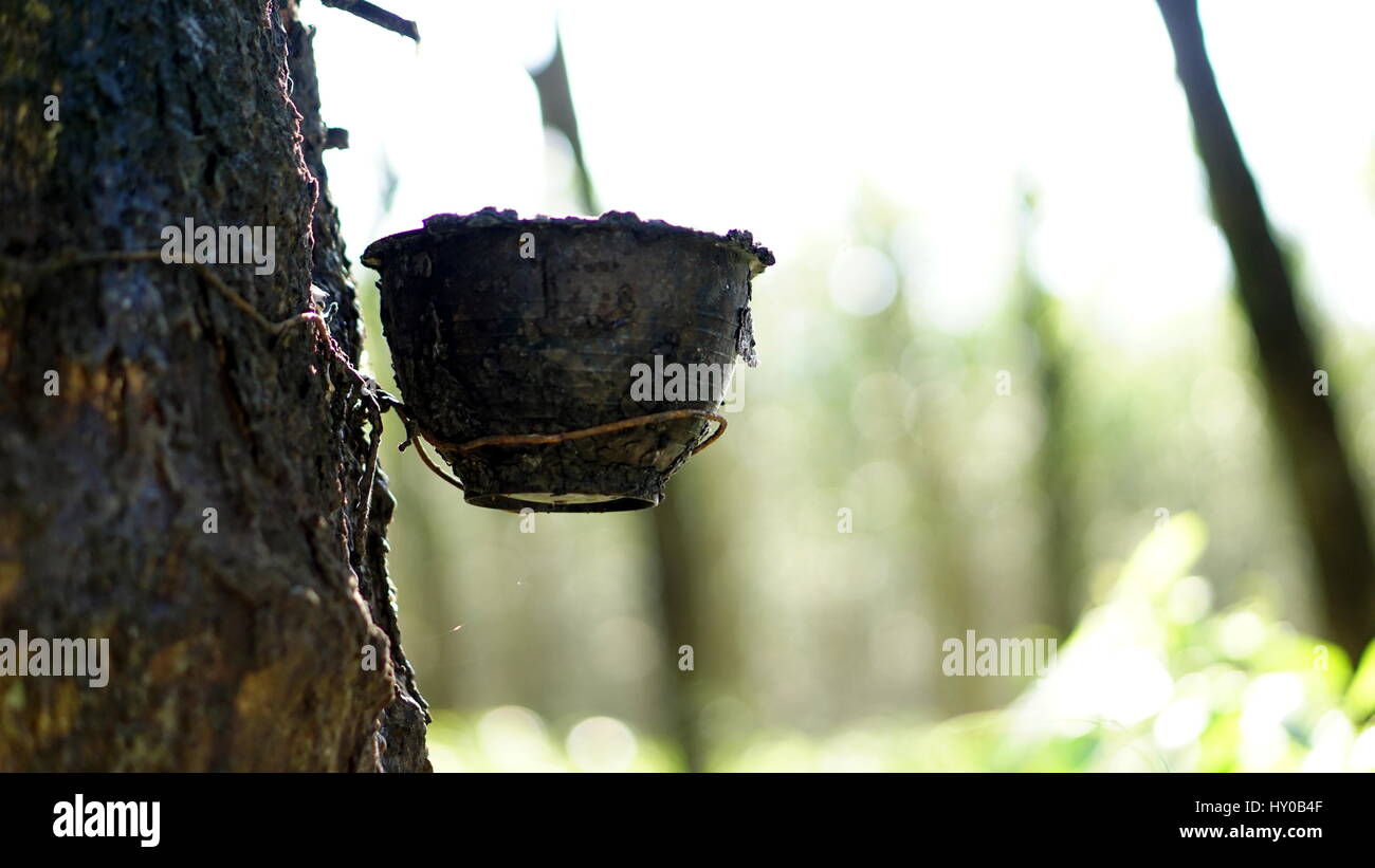Thick rubber trees hi-res stock photography and images - Alamy