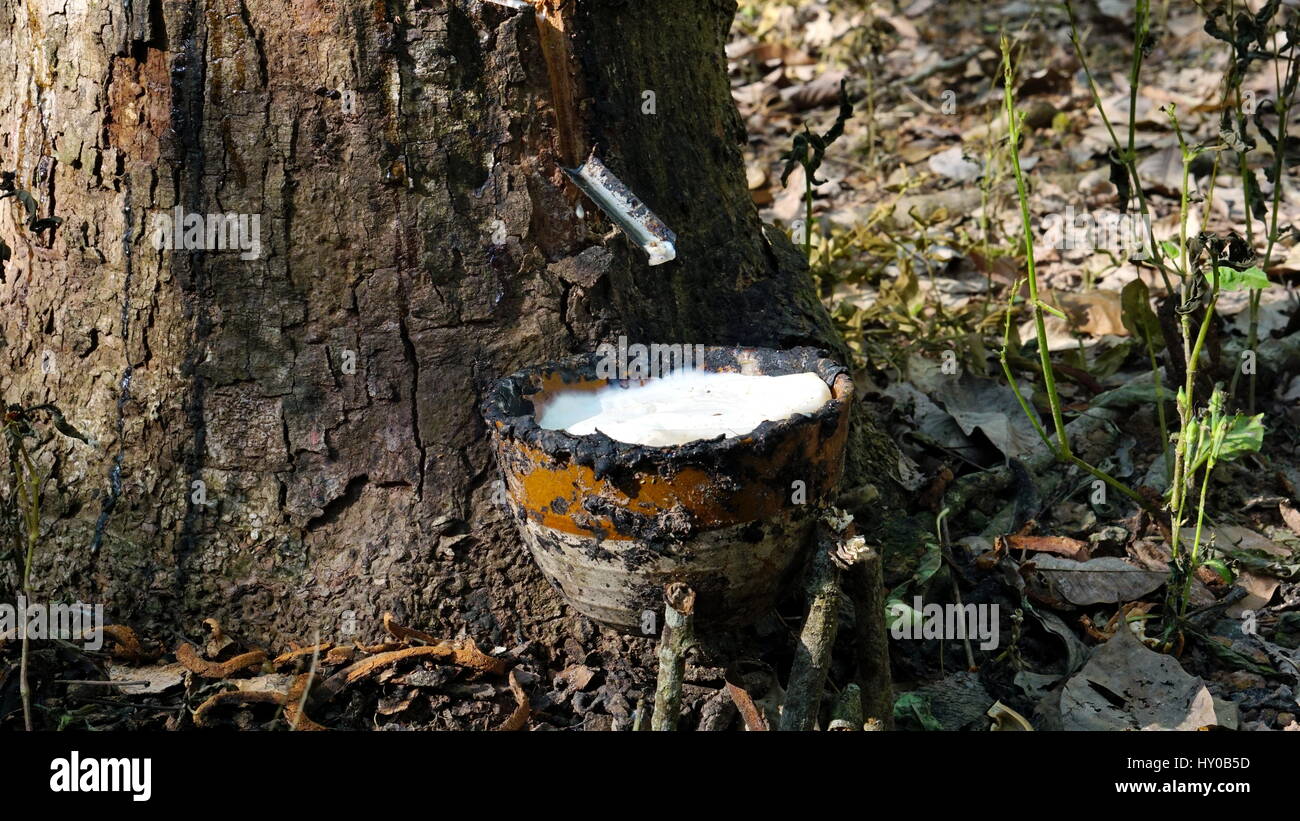 Raw latex rubber in the rubber trees garden. The large plantation area ...