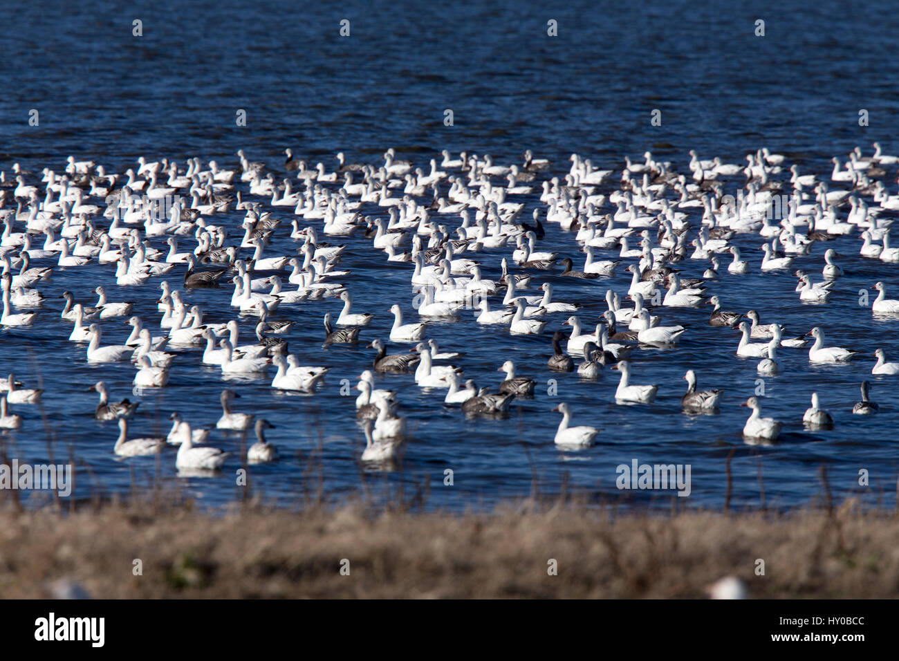 Swarm of Snow Geese in Saskatchewan Canada Stock Photo - Alamy