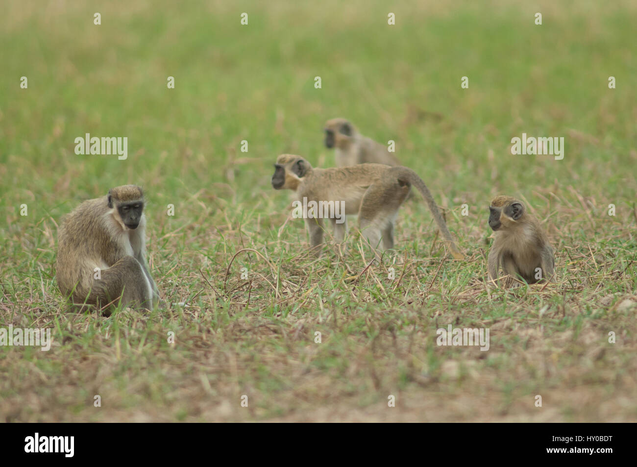 Chlorocebus Species High Resolution Stock Photography and Images - Alamy