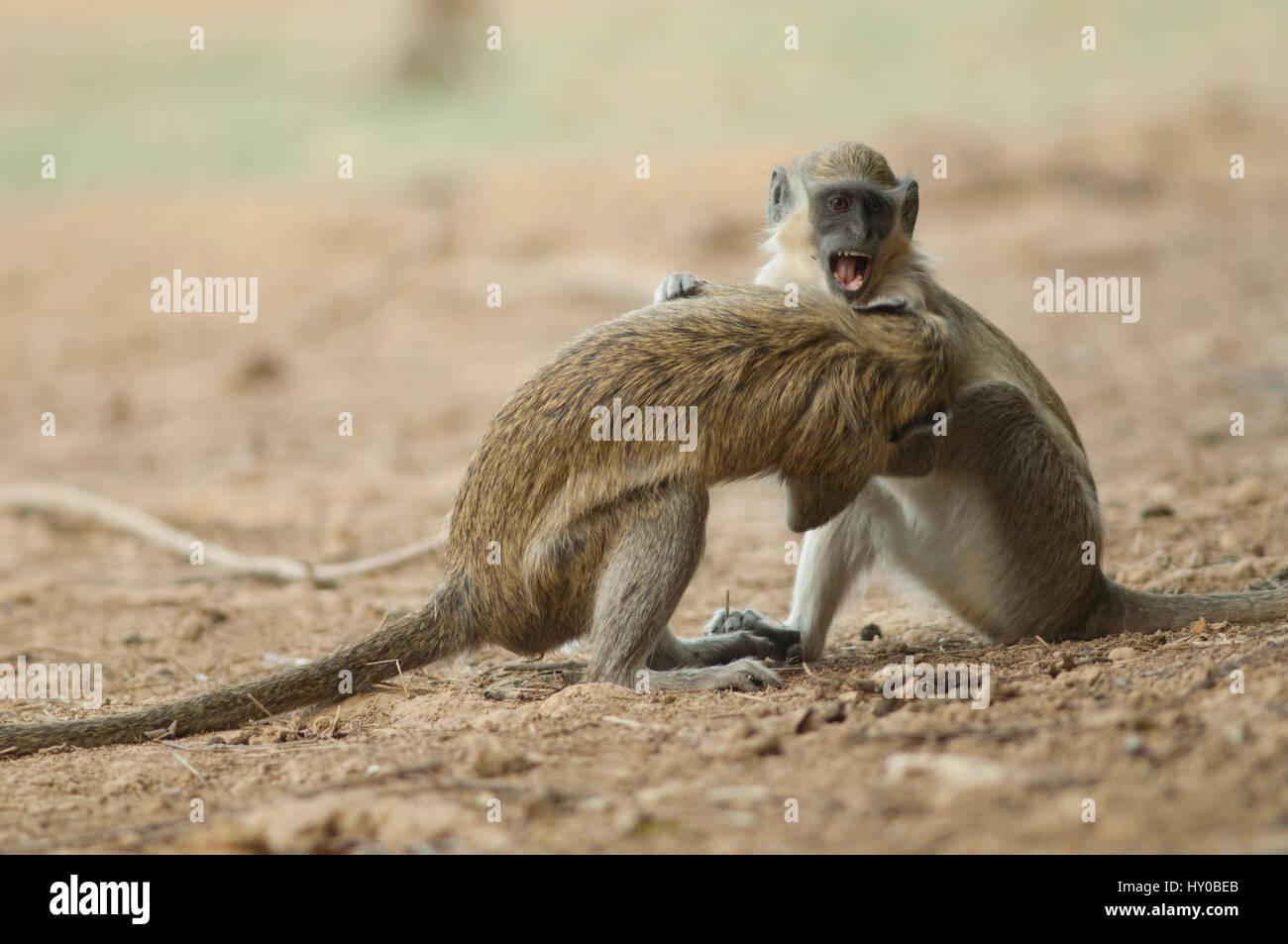 Chlorocebus Species High Resolution Stock Photography and Images - Alamy
