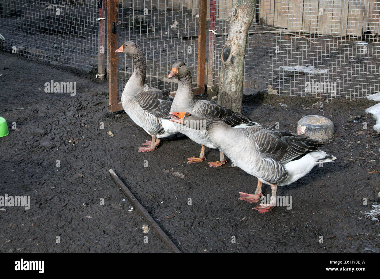 Three grey goose . Rustic poultry yard Stock Photo - Alamy