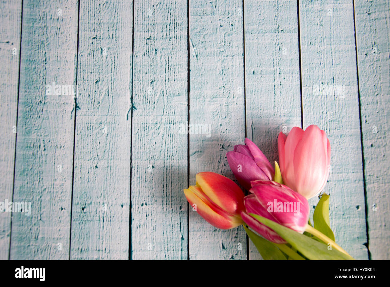 Spring background with tulips Stock Photo - Alamy