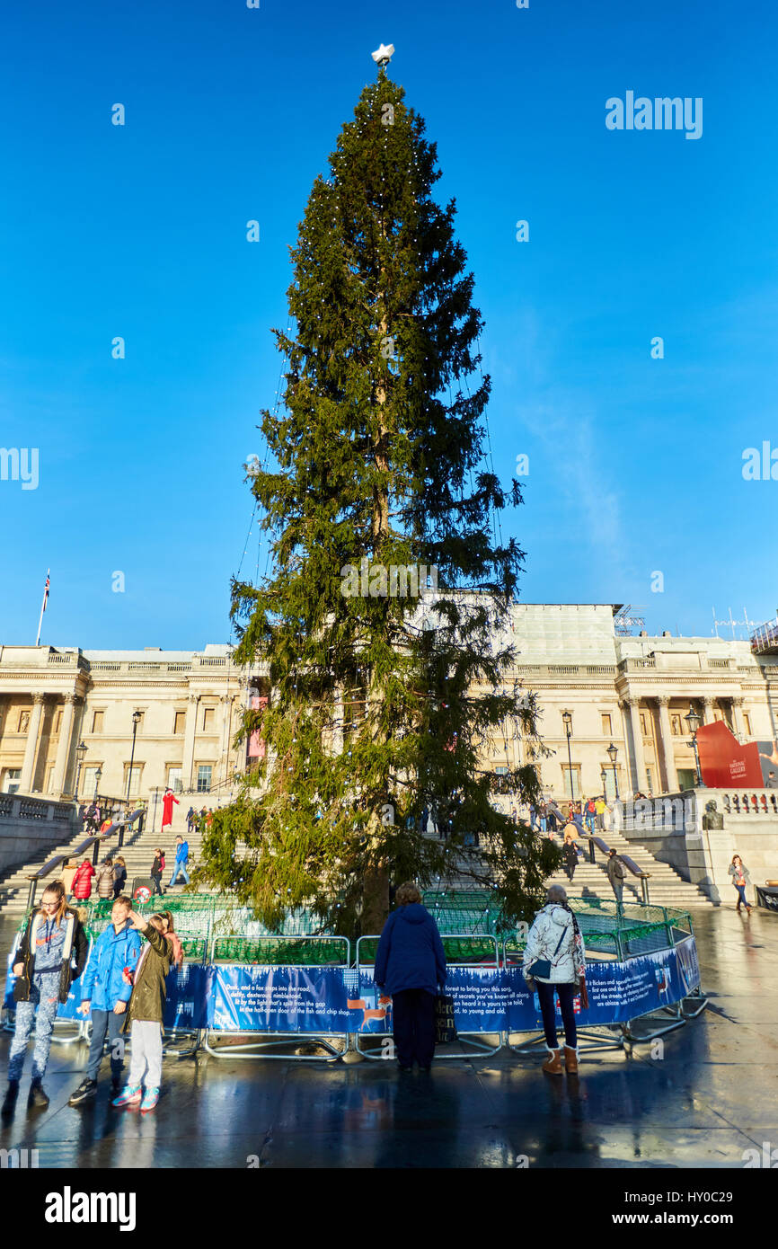 Norwegian christmas tree hi-res stock photography and images - Alamy